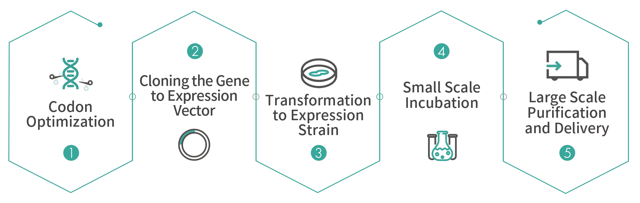 Yeast Cell Protein Expression - Bioantibody Biotechnology Co., Ltd.