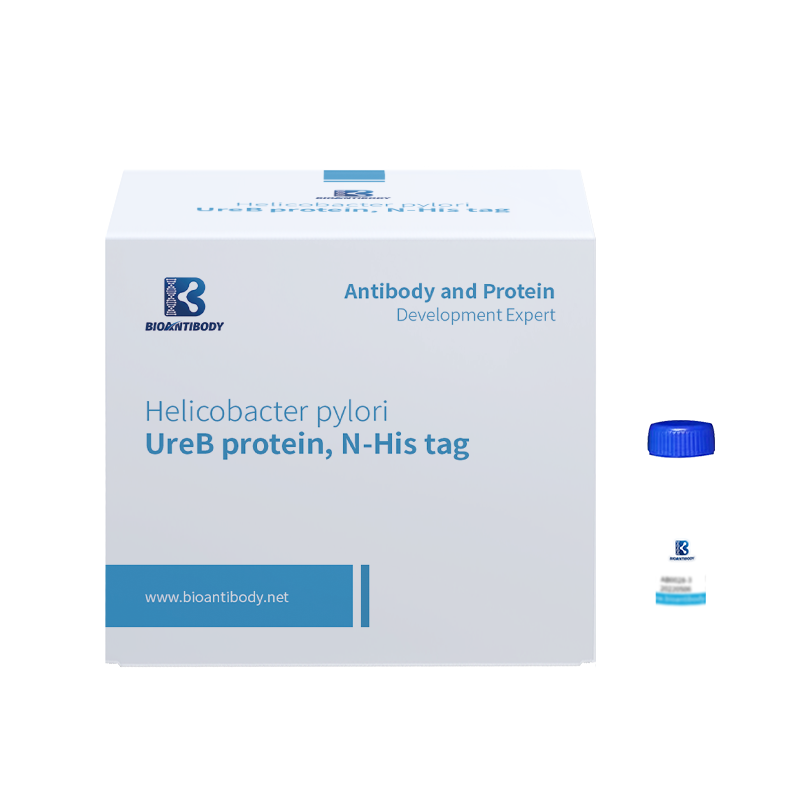 China Recombinant Helicobacter pylori UreB protein, N-His tag factory ...